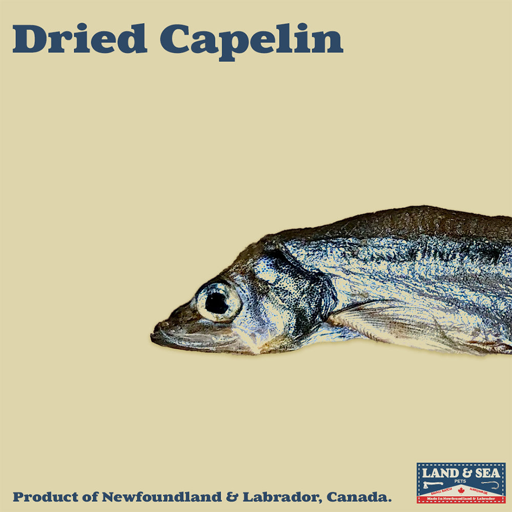 Canadian Capelin 100 Gram Limited Small Batch Zero-Plastic – Land & Sea ...